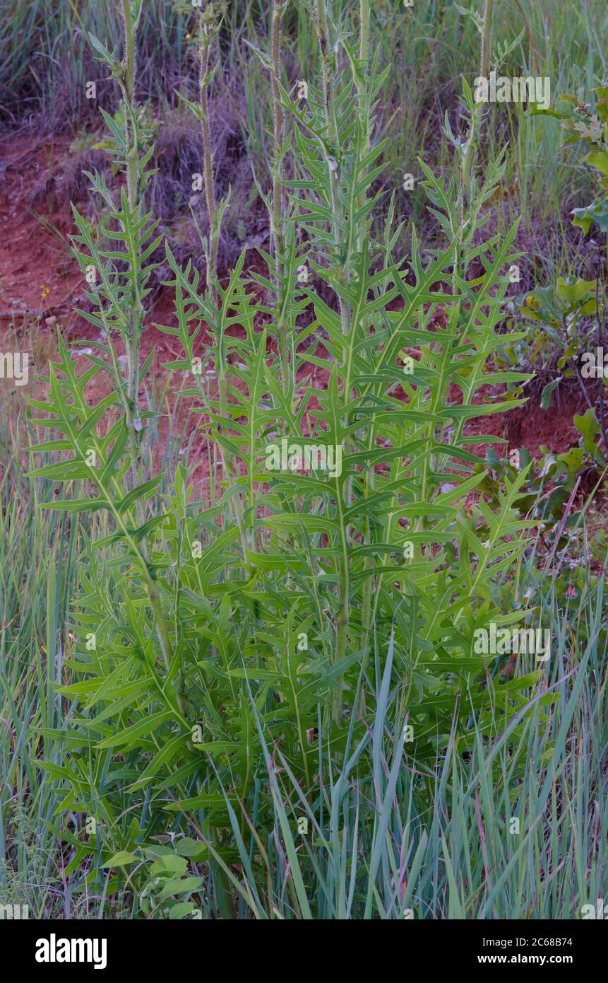 Compass Plant, Silphium laciniatum, base of plant showing leaf ...