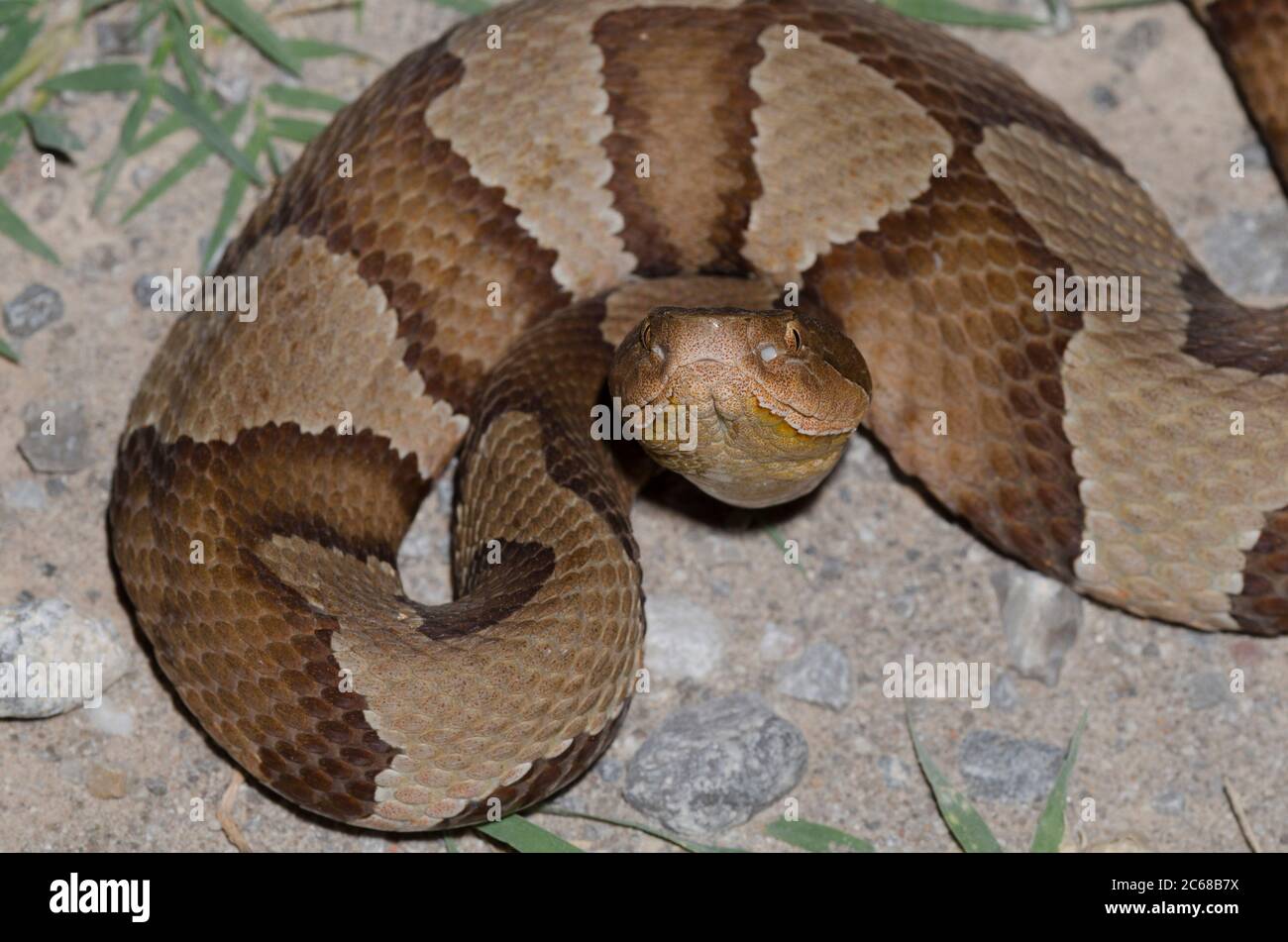 Copperhead, Agkistrodon contortrix, crossing gravel road Stock Photo ...