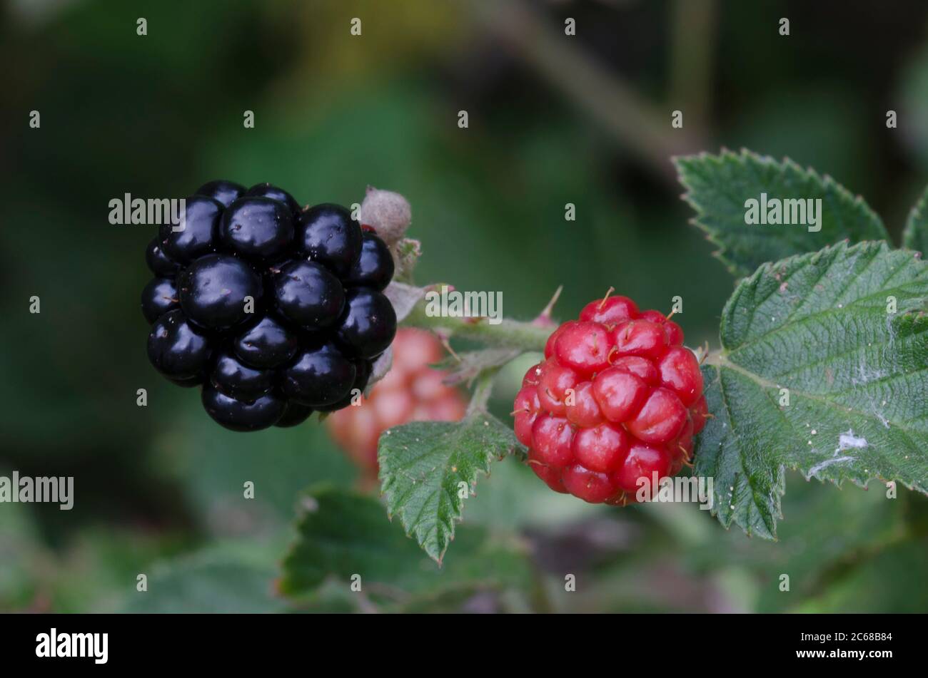 Bramble rubus sp hi-res stock photography and images - Alamy