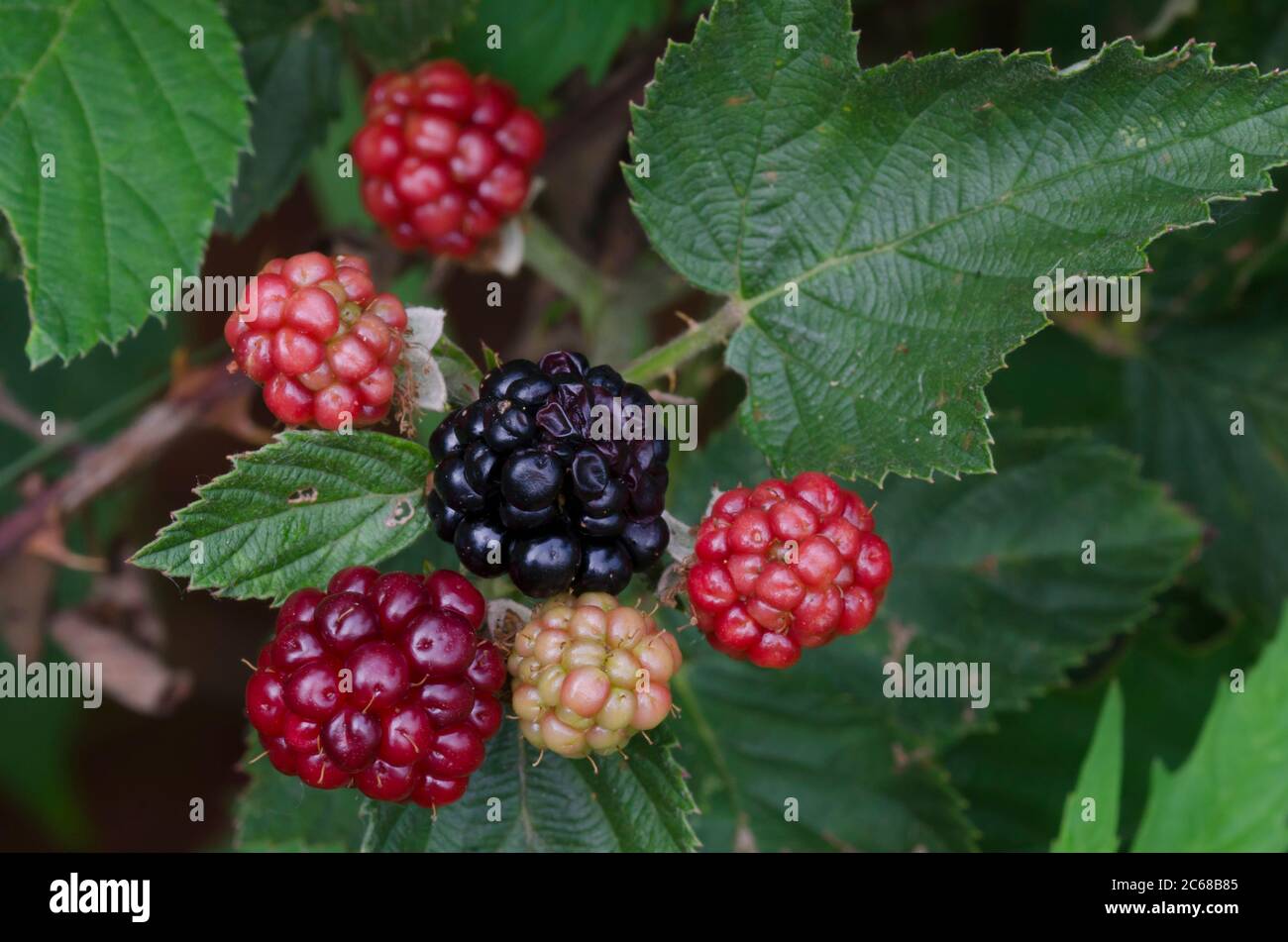Bramble rubus sp hi-res stock photography and images - Alamy