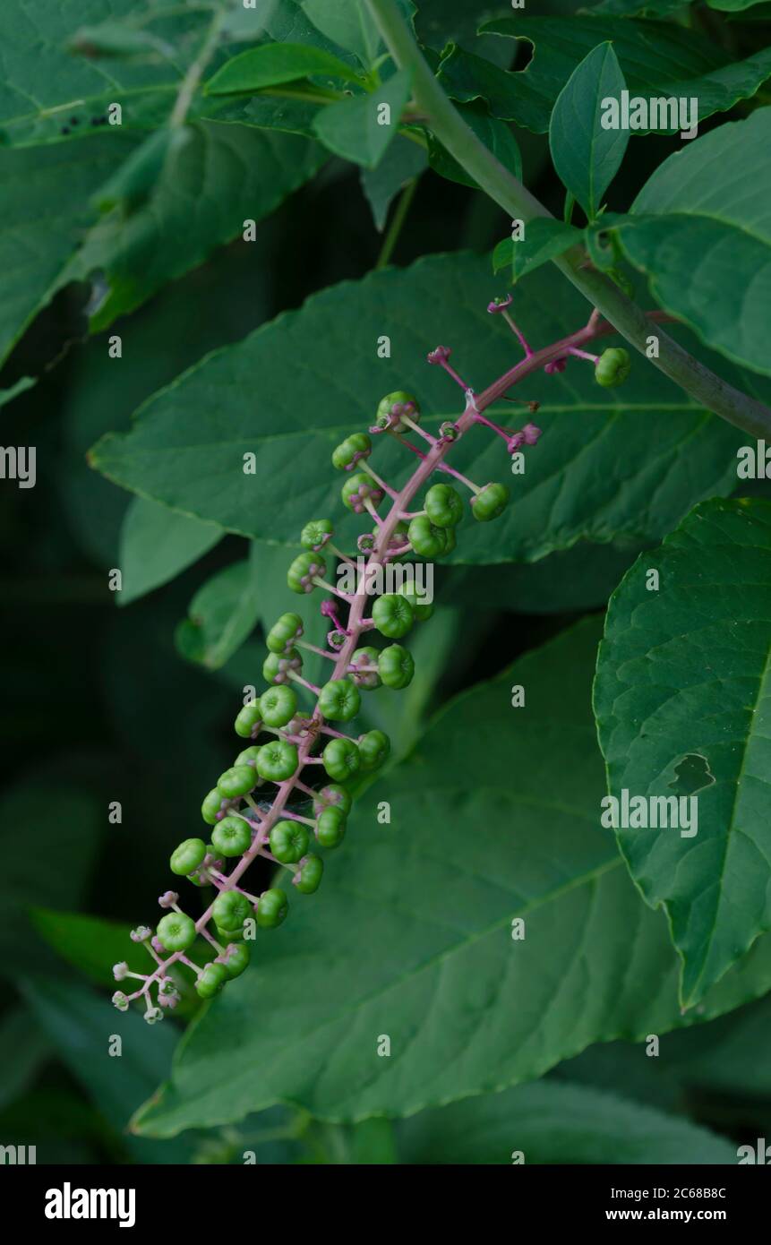 American pokeweed hi-res stock photography and images - Alamy