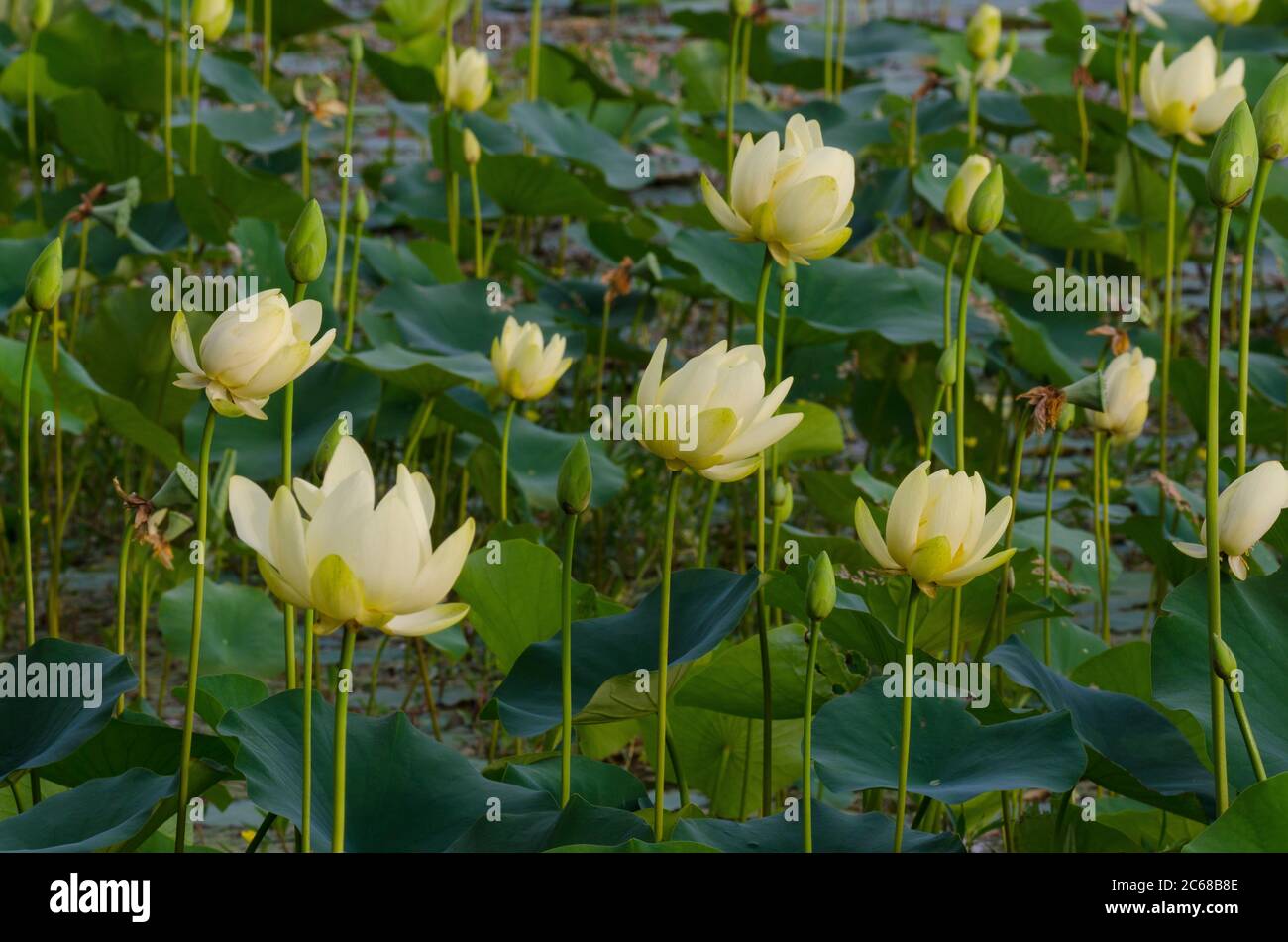 American lotus, Nelumbo lutea Stock Photo - Alamy