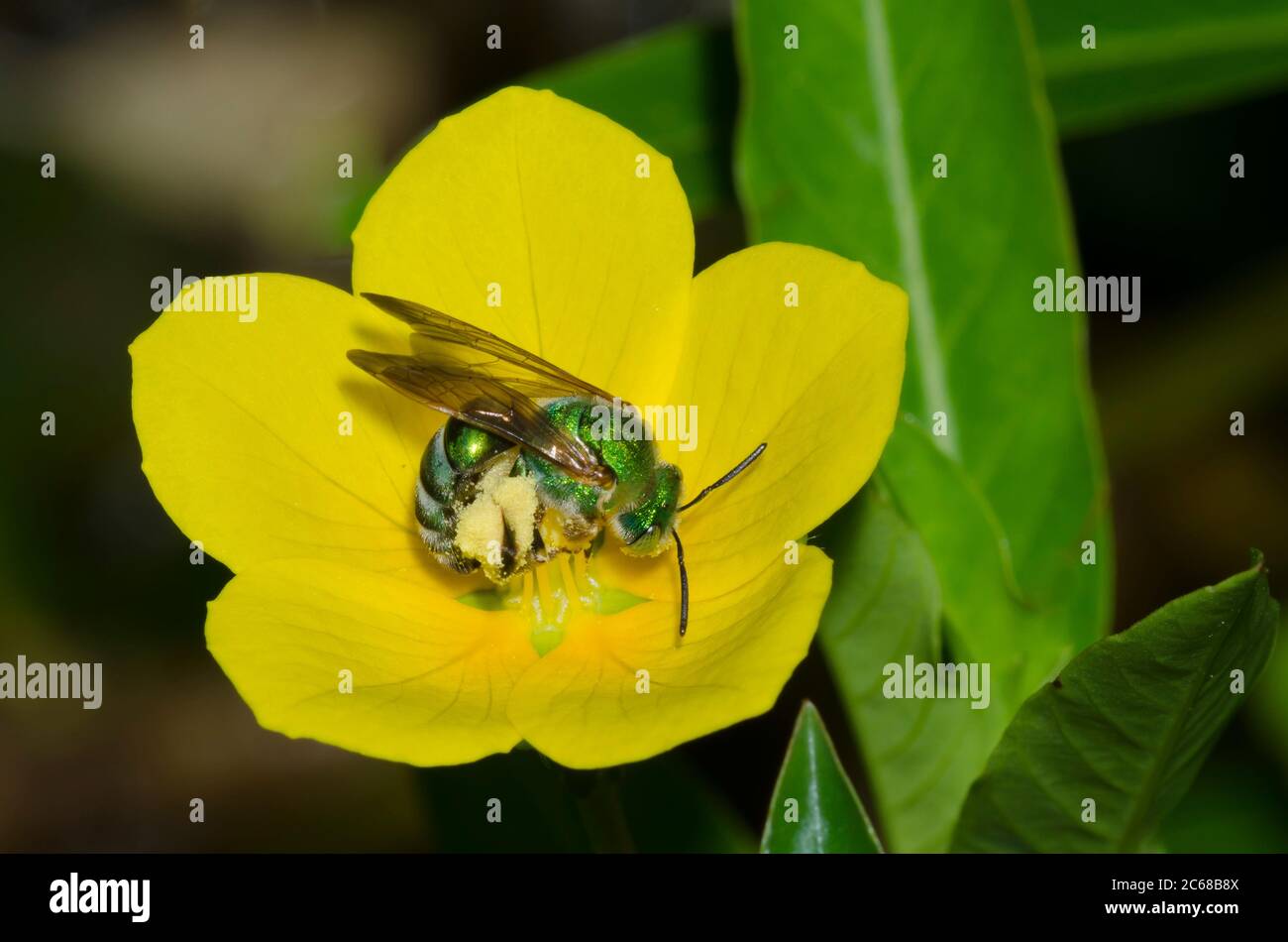Agapostemon Splendens High Resolution Stock Photography and Images - Alamy