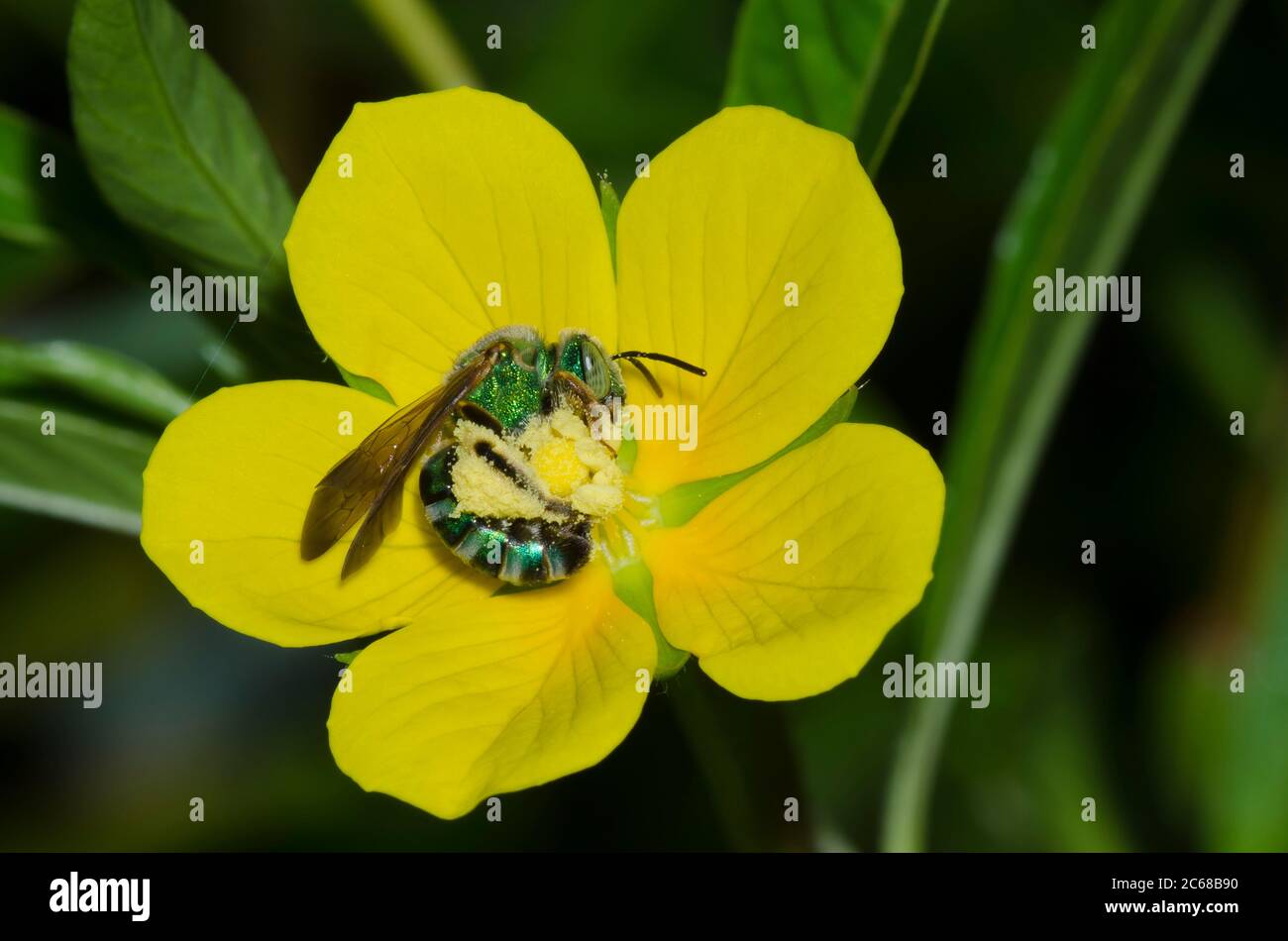 Brown winged striped sweat bee hi-res stock photography and images - Alamy
