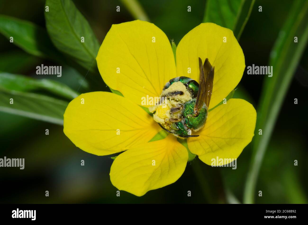Brown-winged Striped-Sweat bee, Agapostemon splendens, foraging on ...