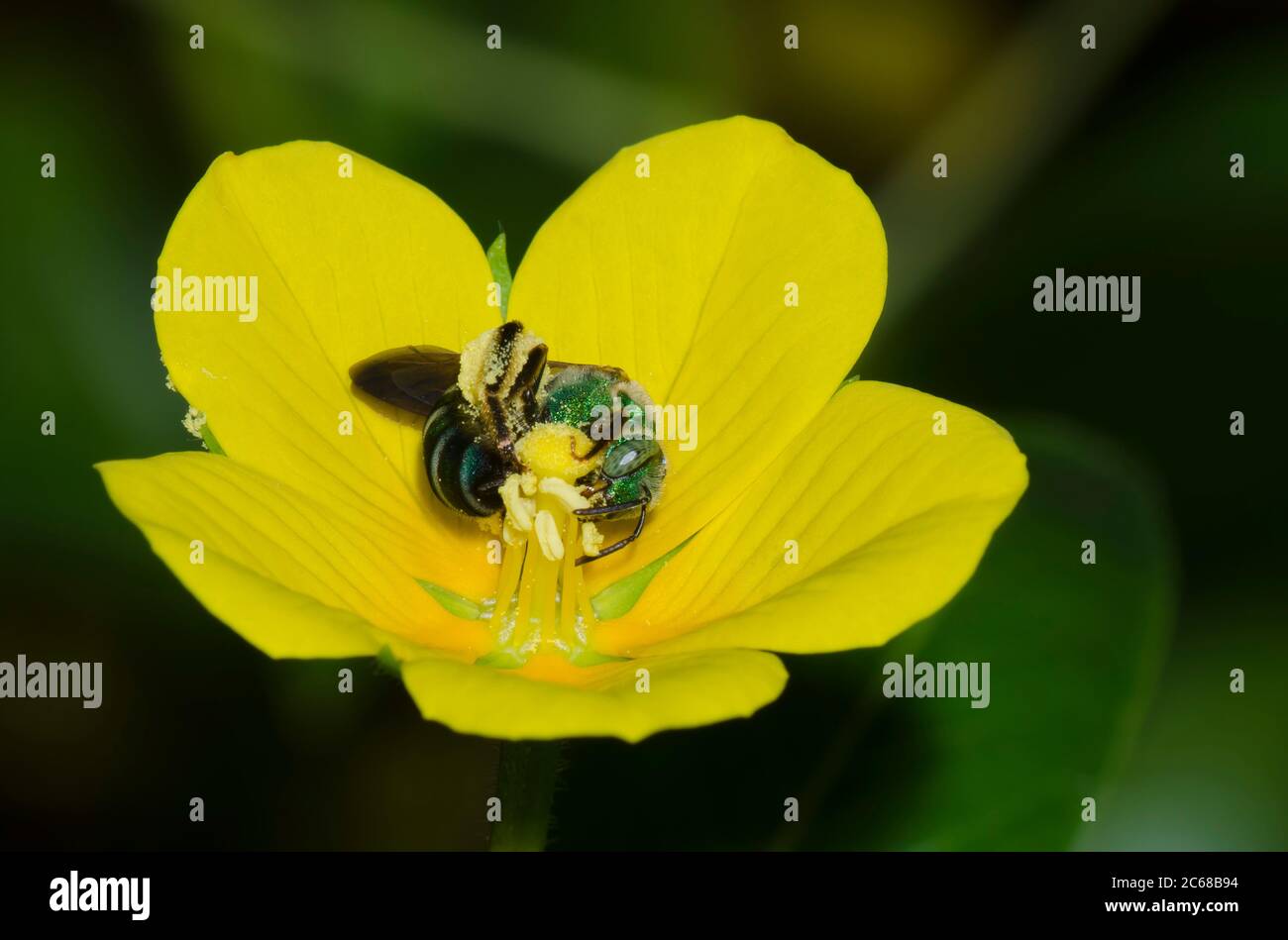 Brown-winged Striped-Sweat bee, Agapostemon splendens, foraging on ...