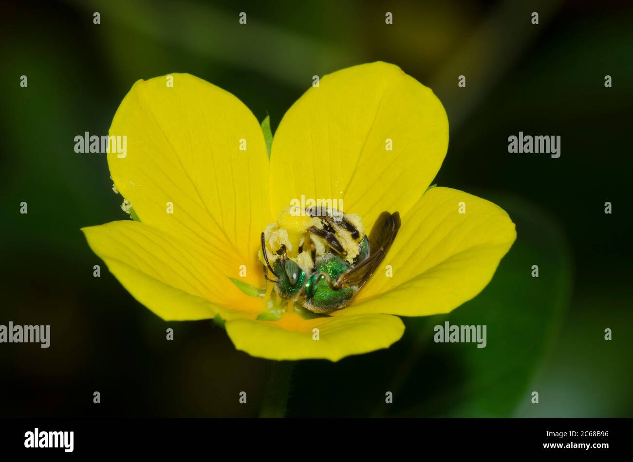Brown-winged Striped-Sweat bee, Agapostemon splendens, foraging on ...