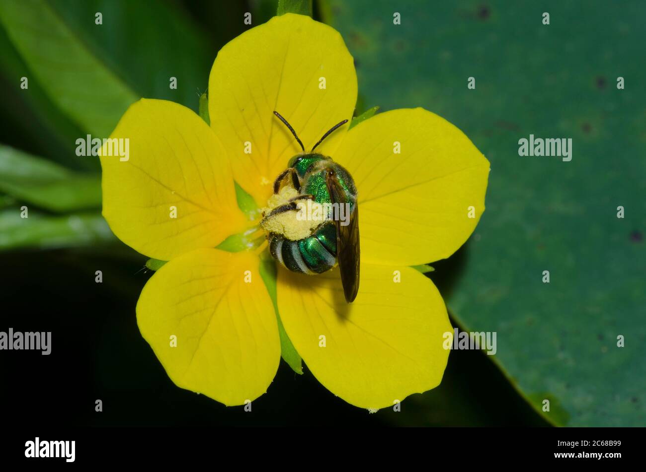 Brown winged striped sweat bee hi-res stock photography and images - Alamy
