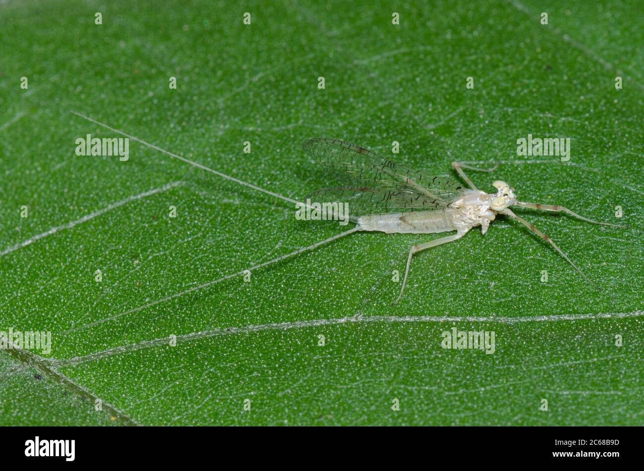 Flatheaded Mayfly, Stenonema femoratum, female imago Stock Photo - Alamy