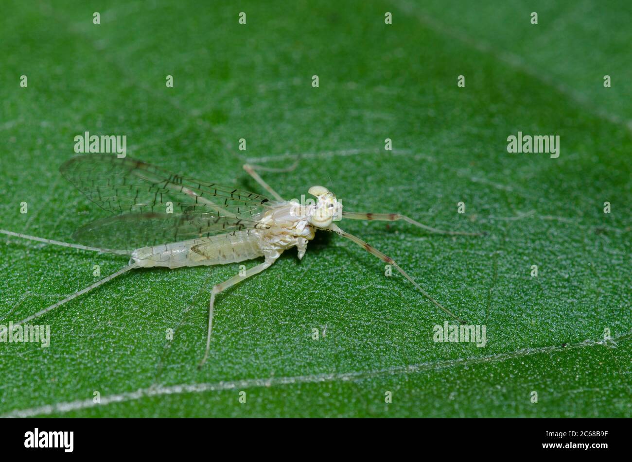 Flatheaded Mayfly, Stenonema femoratum, female imago Stock Photo - Alamy