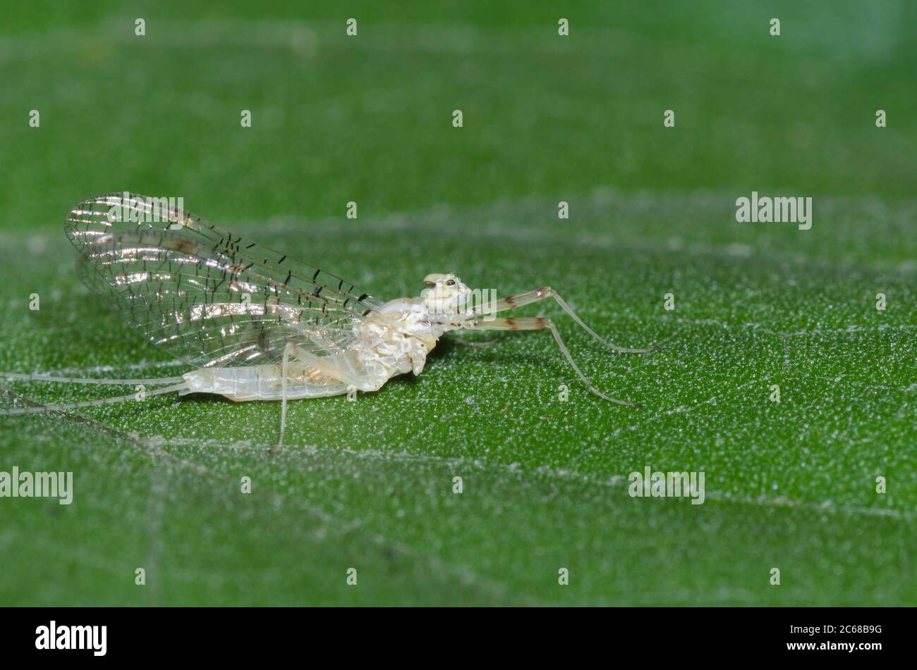 Flatheaded Mayfly, Stenonema femoratum, female imago Stock Photo - Alamy