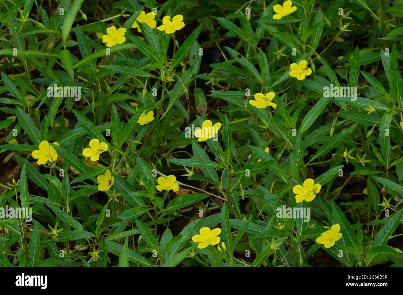 Floating Primrose-willow, Ludwigia peploides Stock Photo - Alamy