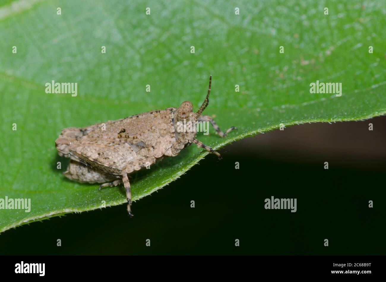 Pygmy Grasshopper, Subfamily Tetriginae Stock Photo - Alamy