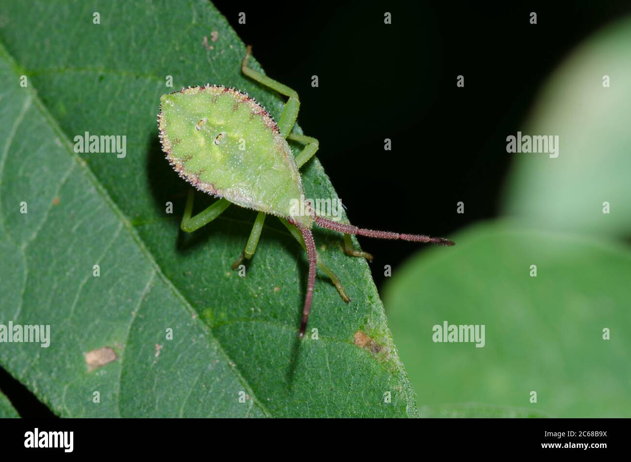 Leaf-footed Bug, Piezogaster sp., nymph Stock Photo - Alamy
