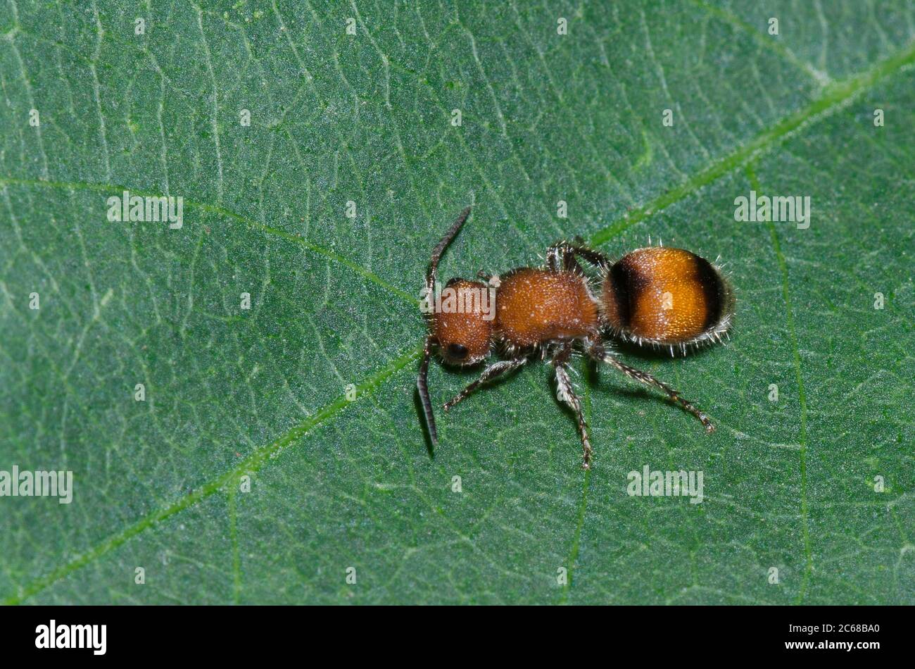 Female velvet ant hi-res stock photography and images - Alamy