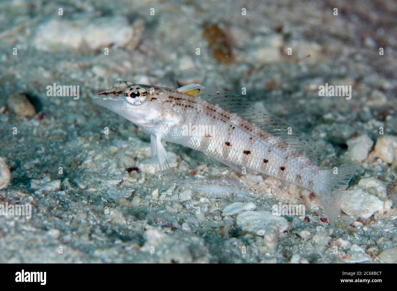 Nosestripe Sandperch, Parapercis lineopunctata, on sand, Batu Lima dive ...
