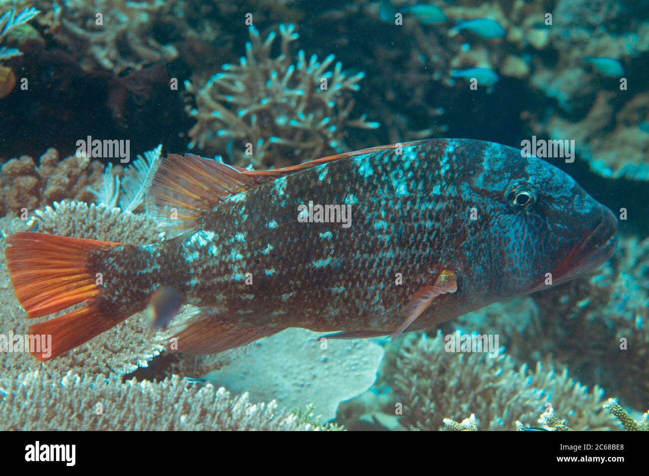 Yellowfin emperor hi-res stock photography and images - Alamy