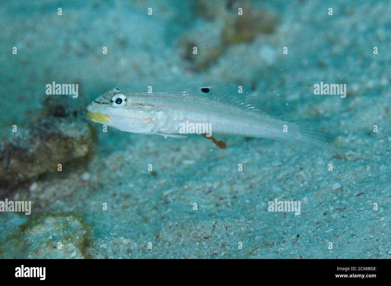 Mural Goby, Valenciennea muralis, excreting, Mangrove Ridge dive site ...