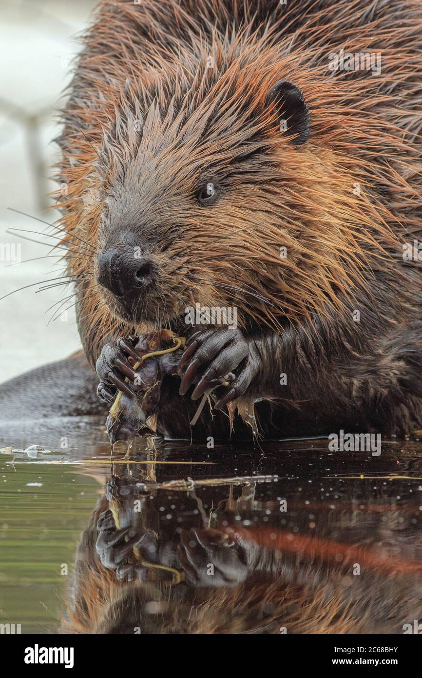 A close up of a Beaver eating dinner Stock Photo - Alamy