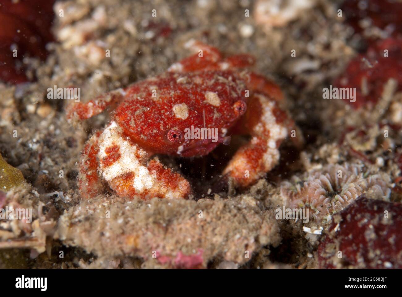 Round Crab (Paractaea cf retusa) on sand, Night dive, Nudi Falls dive ...