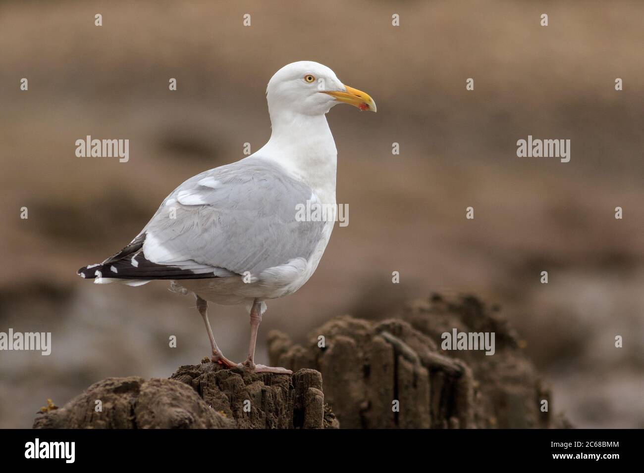 Big tide hi-res stock photography and images - Alamy