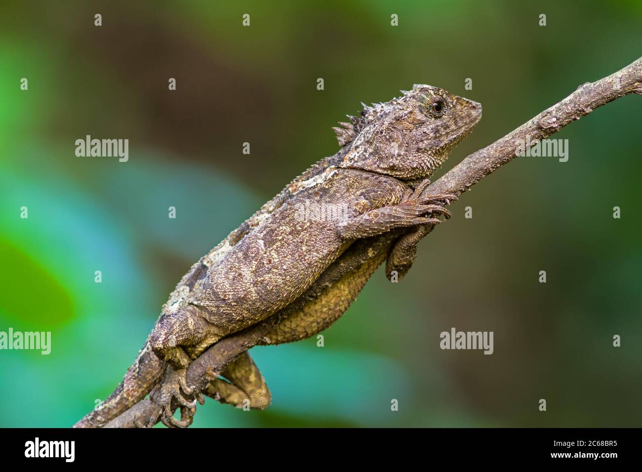 Oriental Garden Lizard on branch Stock Photo - Alamy