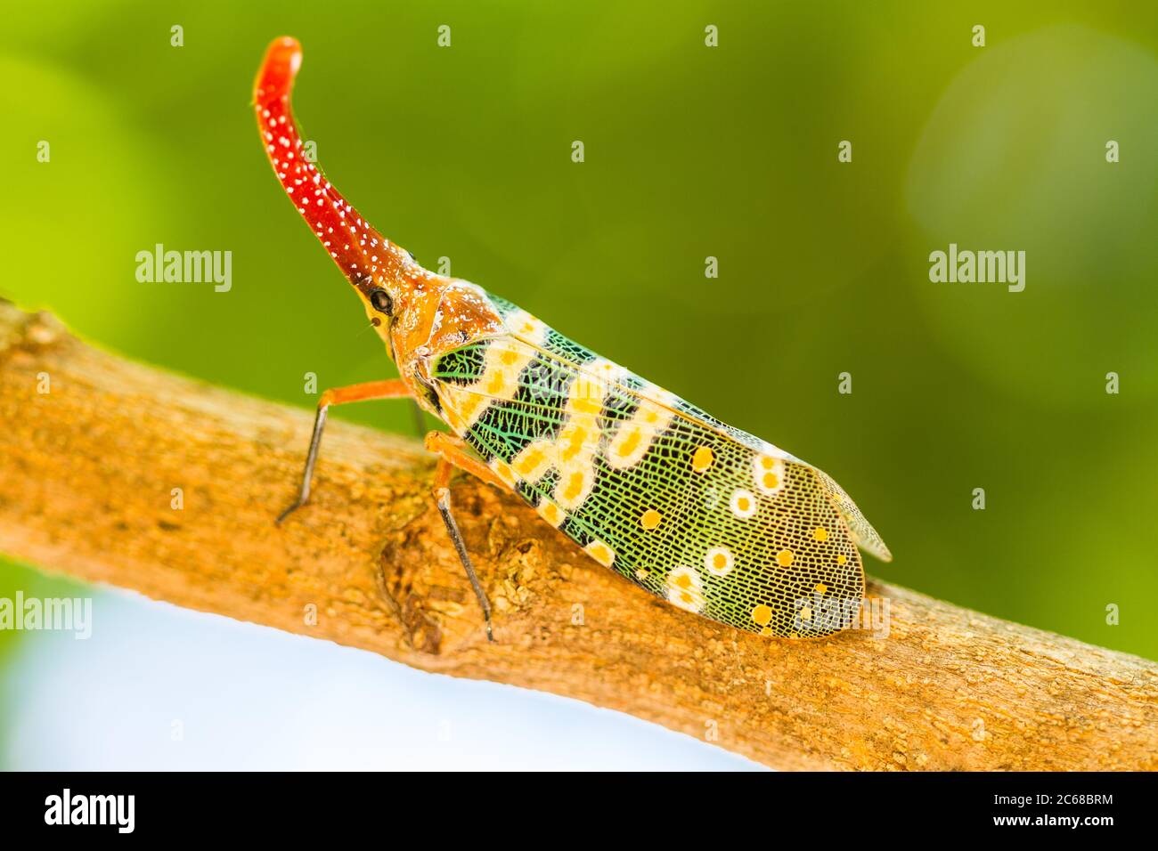 lanternfly, the insect on tree in tropical forests Stock Photo - Alamy