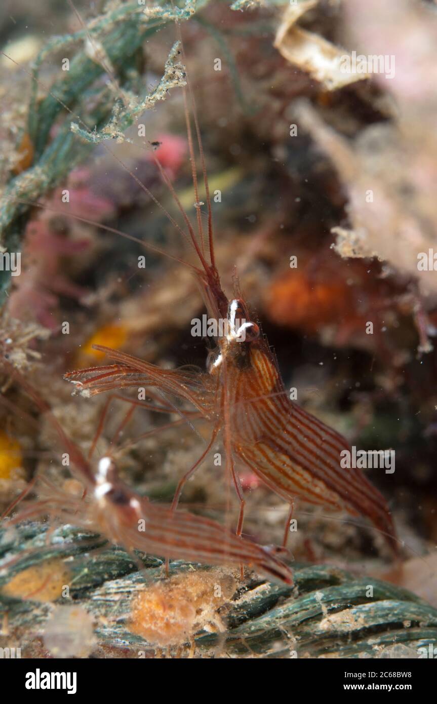 Broken-back Shrimp, Lysmata sp, TK3 dive site, Lembeh Straits, Sulawesi ...