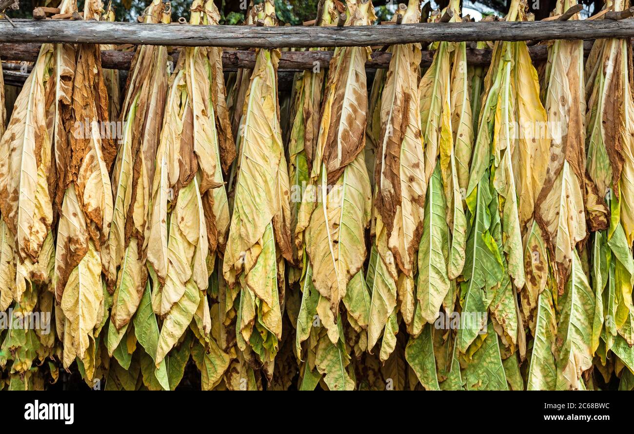 Classical way of drying tobacco in barn Stock Photo - Alamy