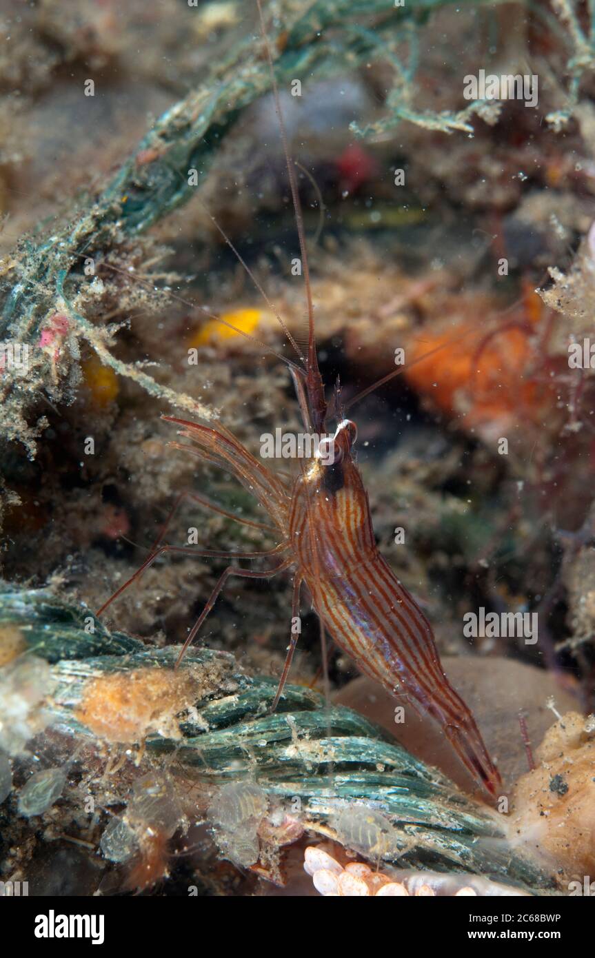 Broken back shrimp hi-res stock photography and images - Alamy