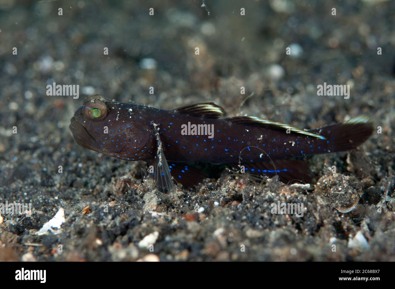 Black Shrimpgoby, Cryptocentrus sp, TK3 dive site, Lembeh Straits ...