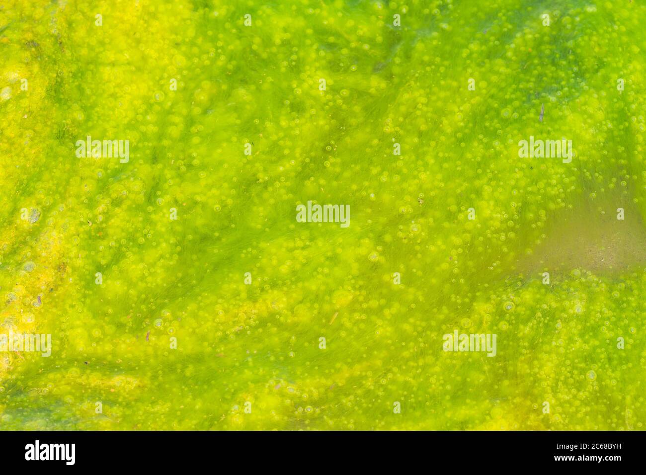 Green slime from algae in lake Stock Photo - Alamy