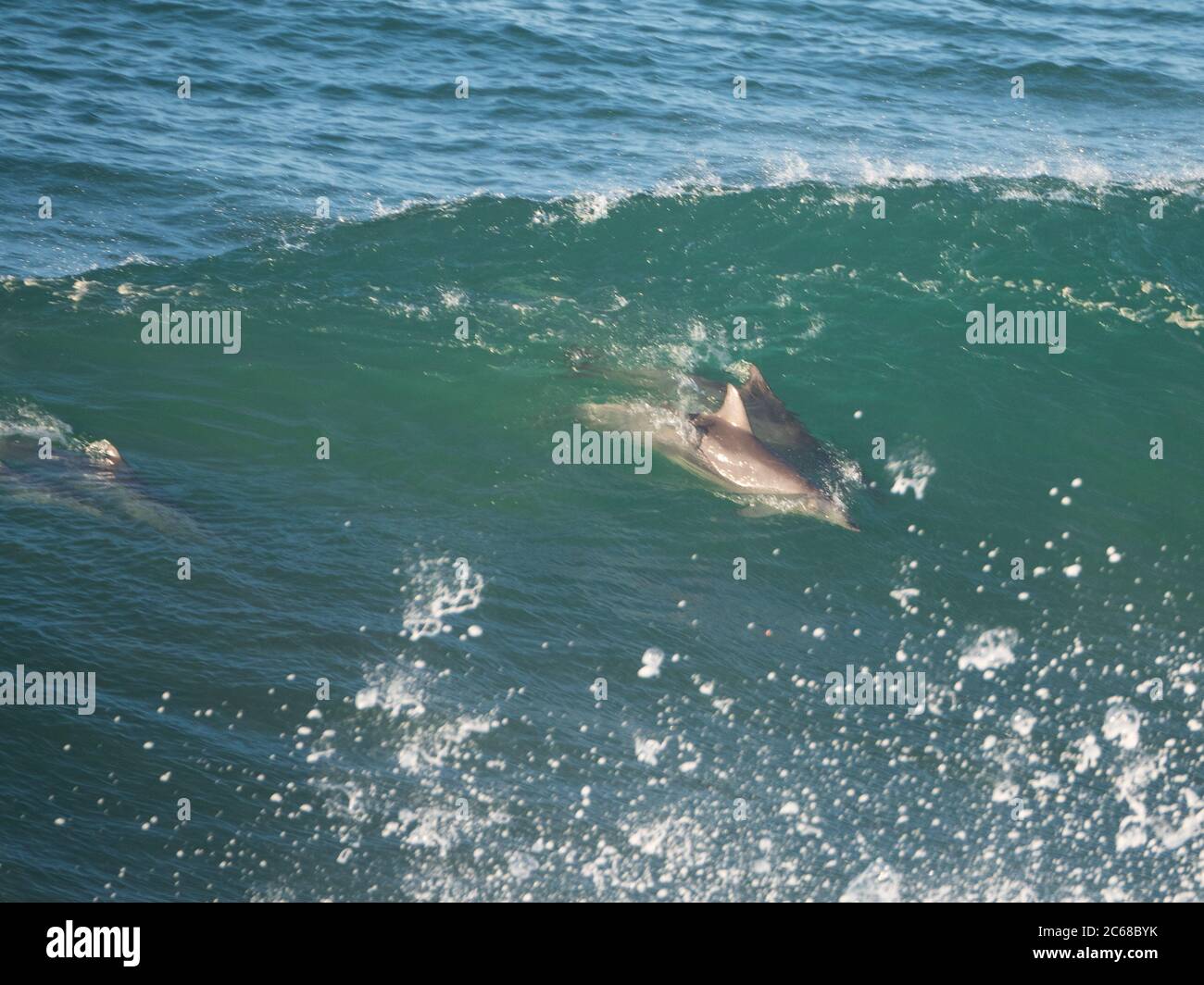 Closeup Bottlenose Dolphins surfing and diving through the blue green ...