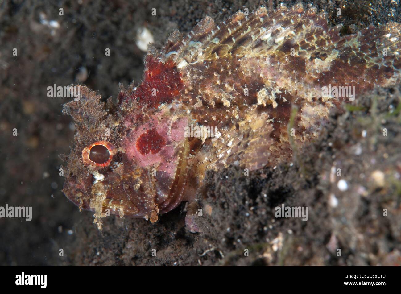 Barchin Scorpionfish, Sebastapistes strongia, night dive, TK1 dive site ...
