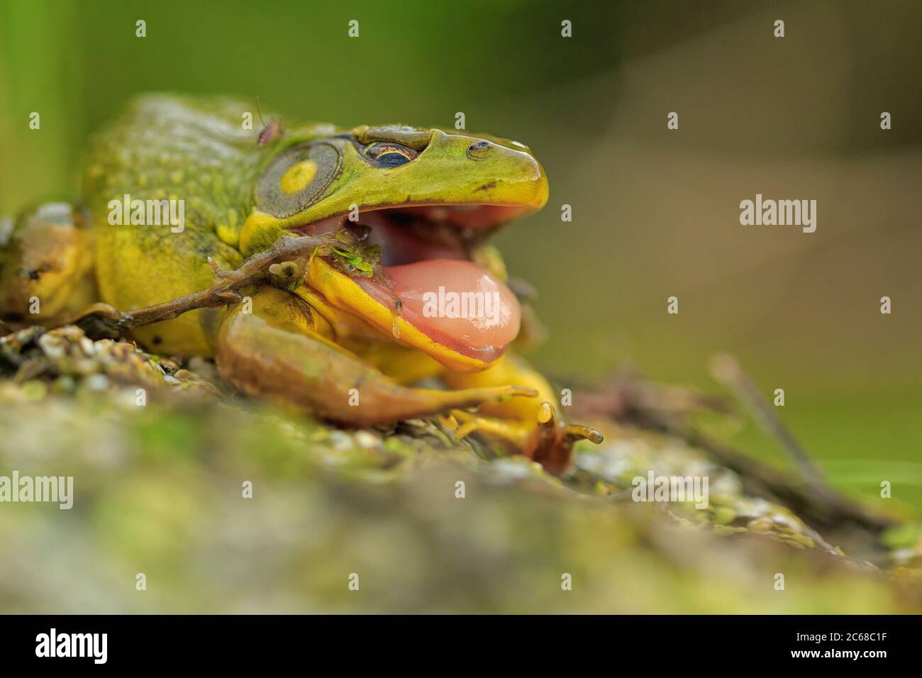 Green bullfrog hi-res stock photography and images - Alamy