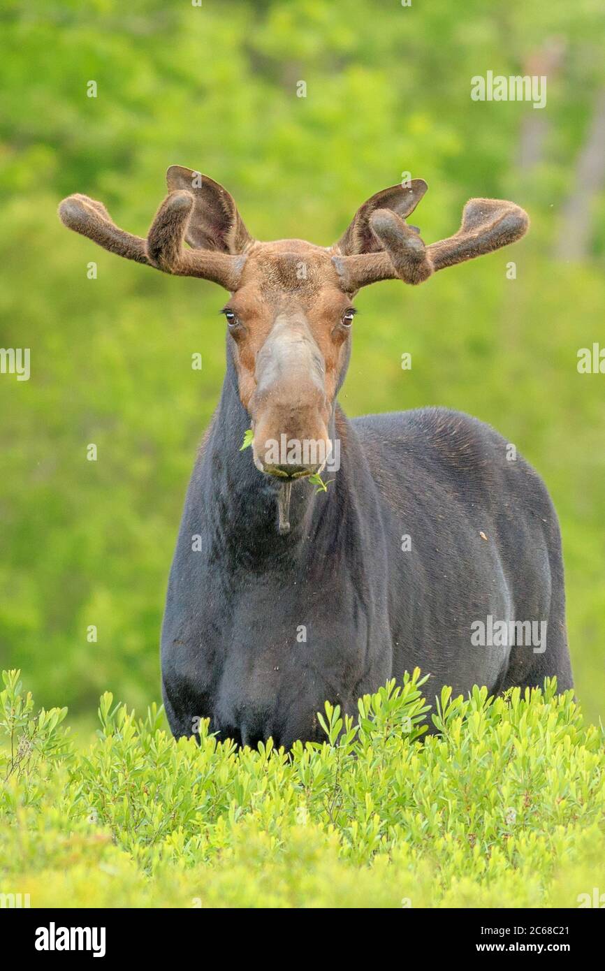 Moose behavior hi-res stock photography and images - Alamy