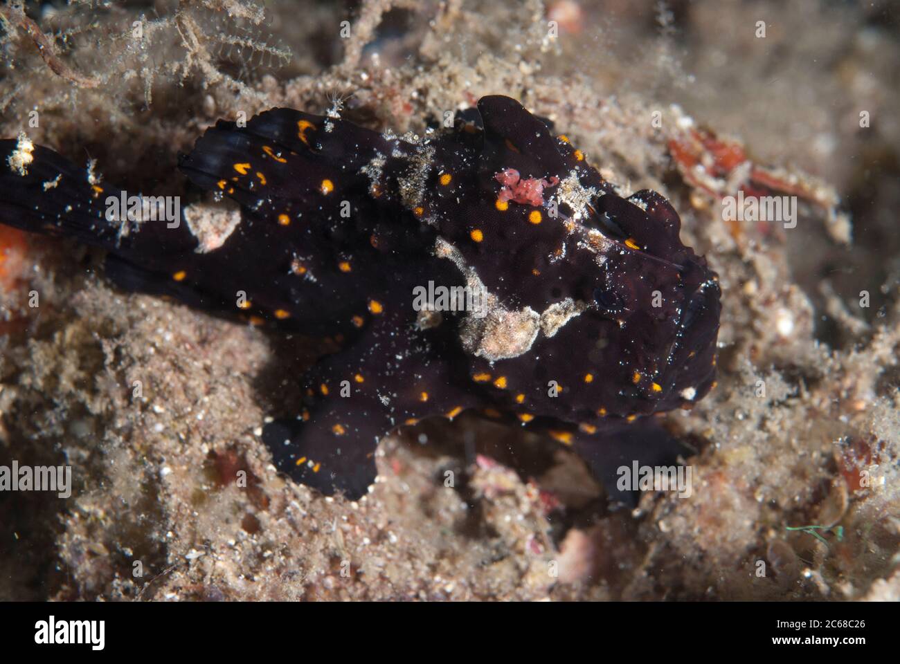 Painted Frogfish, Antennarius pictus, during night dive, with orange ...