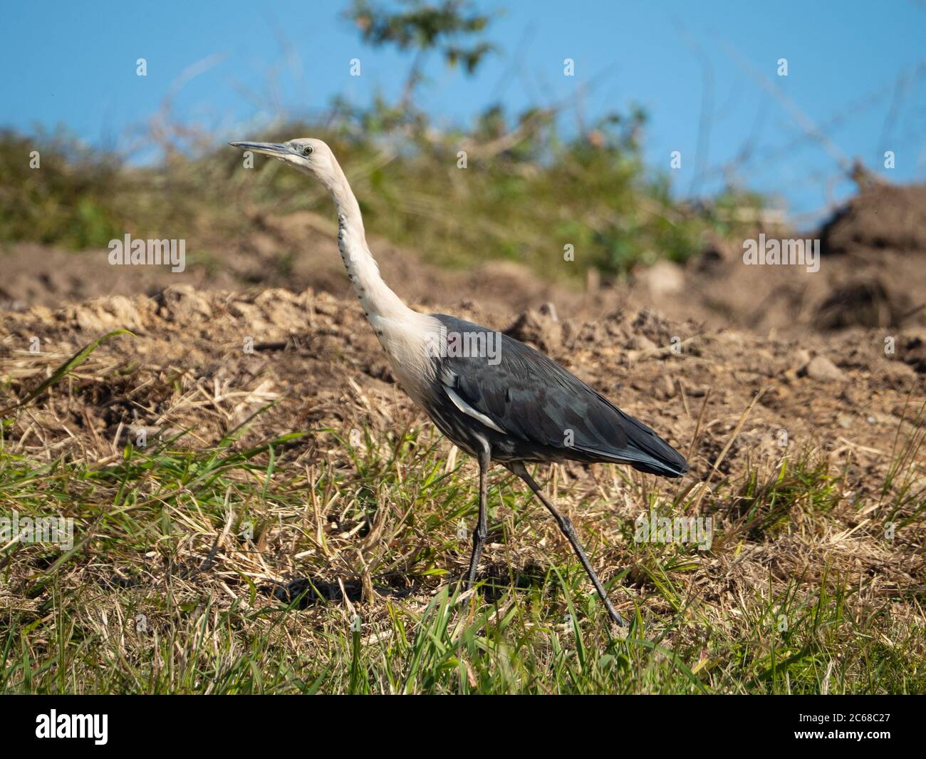 White Necked Heron, Australian bird Stock Photo - Alamy