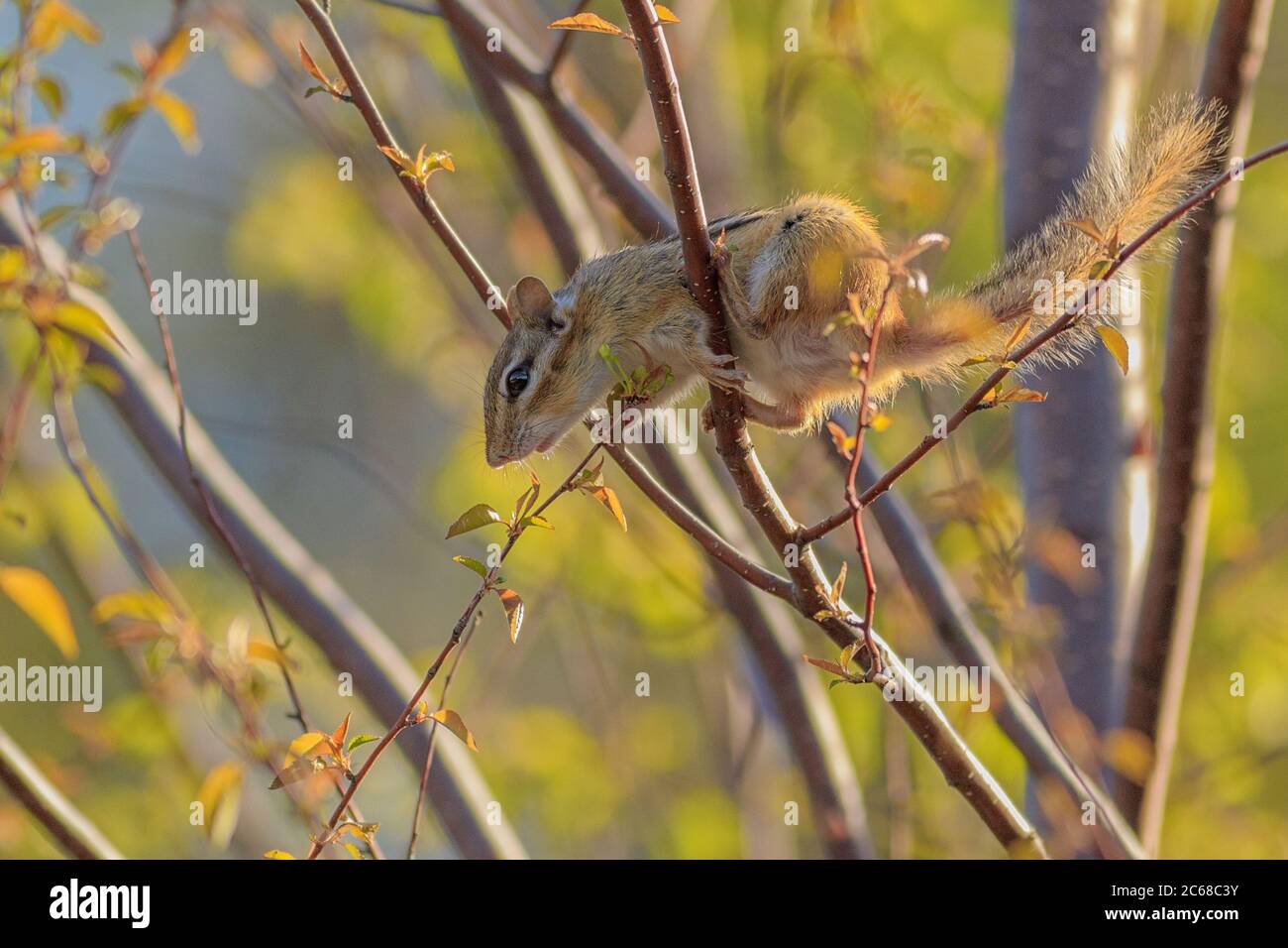 Chipmunk behavior hi-res stock photography and images - Alamy