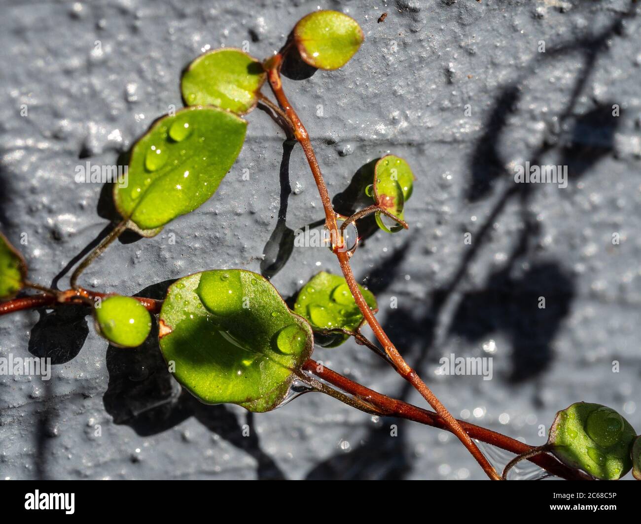 water drops dripping on tiny green leaves of a climbing Maidenhair vine ...