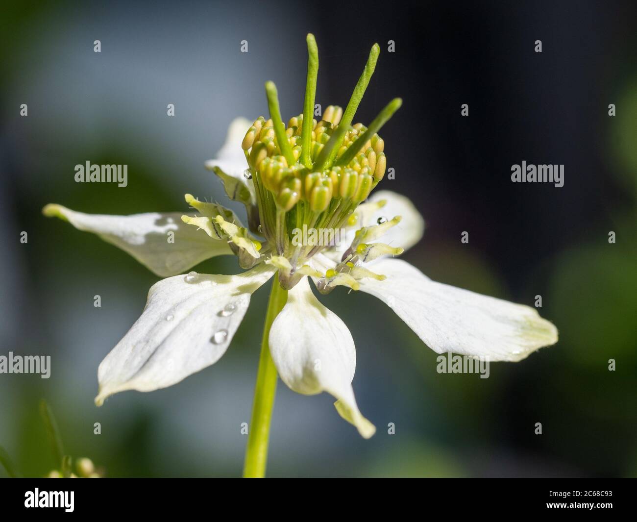 White flower macro, pretty and delicate floral bloom of the Black Cumin ...