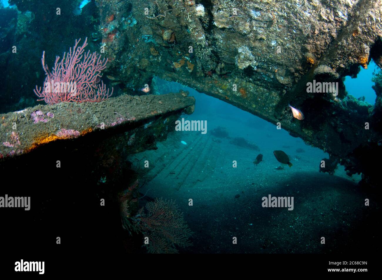 Interior of wreck, Liberty Wreck dive site, Tulamben, Bali, Indonesia ...