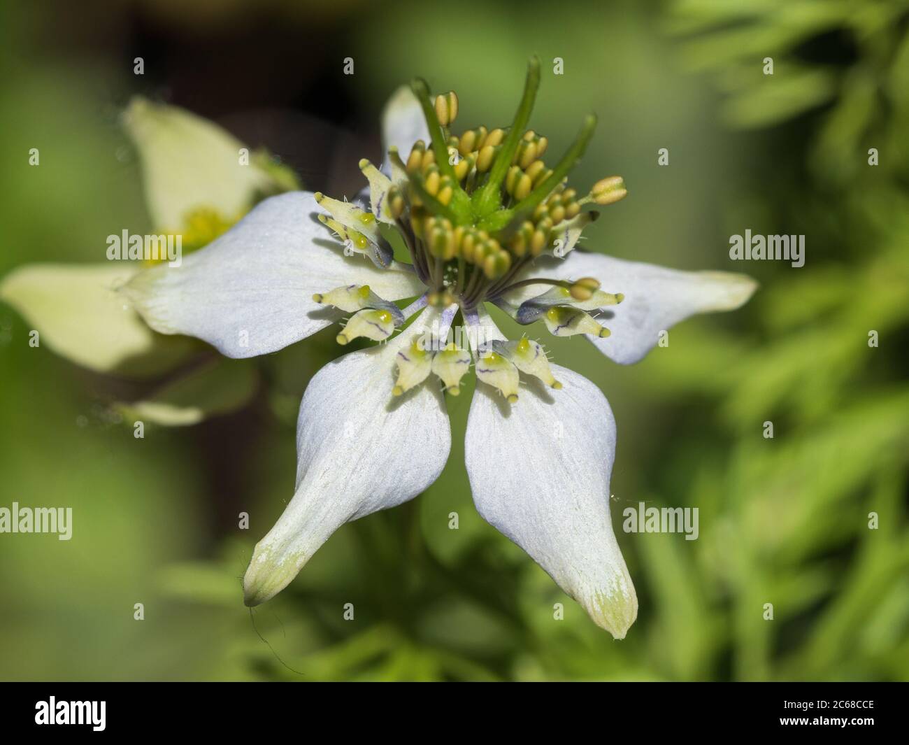 Black cumin growing hi-res stock photography and images - Alamy