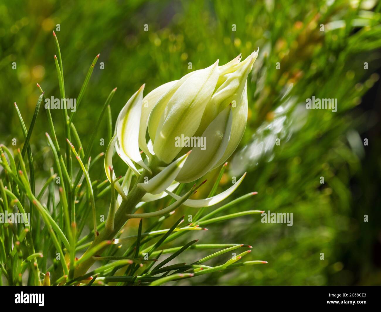 Protea blushing bride serruria florida hi-res stock photography and ...