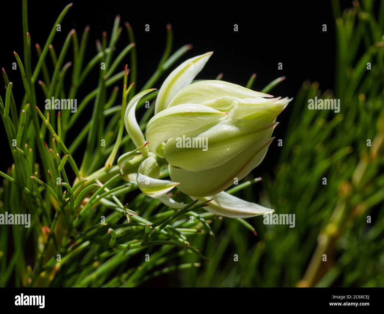 Protea blushing bride hi-res stock photography and images - Alamy