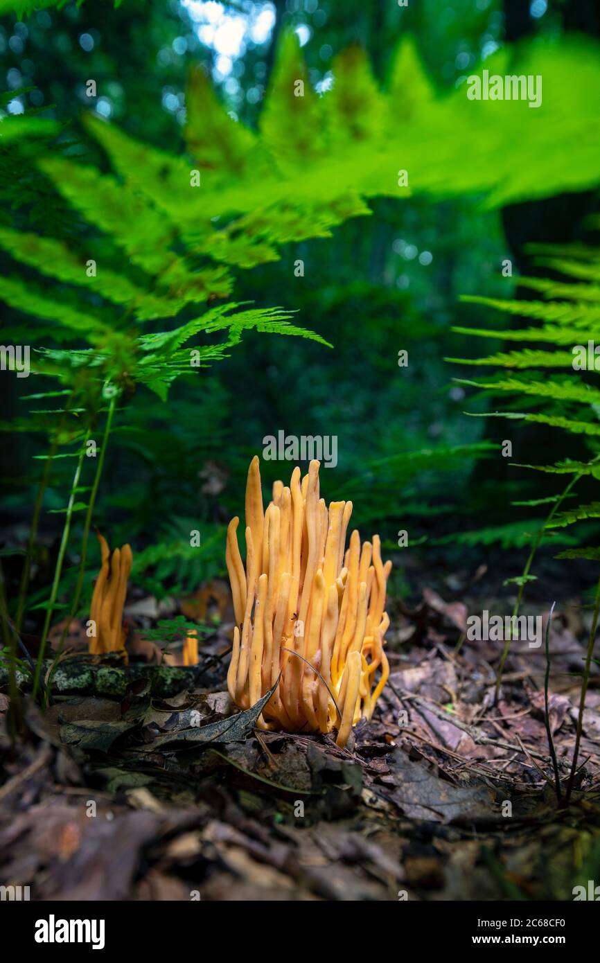 Golden spindles fungi hi-res stock photography and images - Alamy