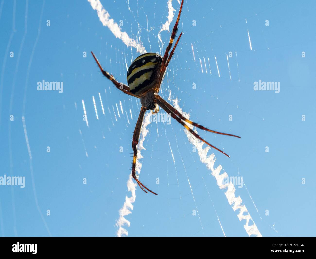 Spiral stabilimentum web hi-res stock photography and images - Alamy