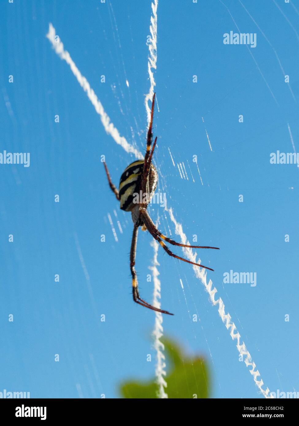 Female st andrew’s cross spider hi-res stock photography and images - Alamy
