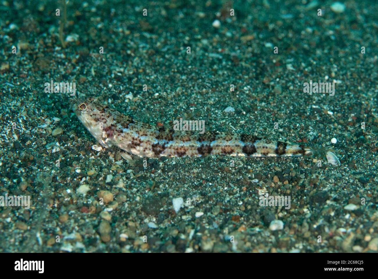 Clearfin Lizardfish, Synodus dermatogenys, partially buried in black ...