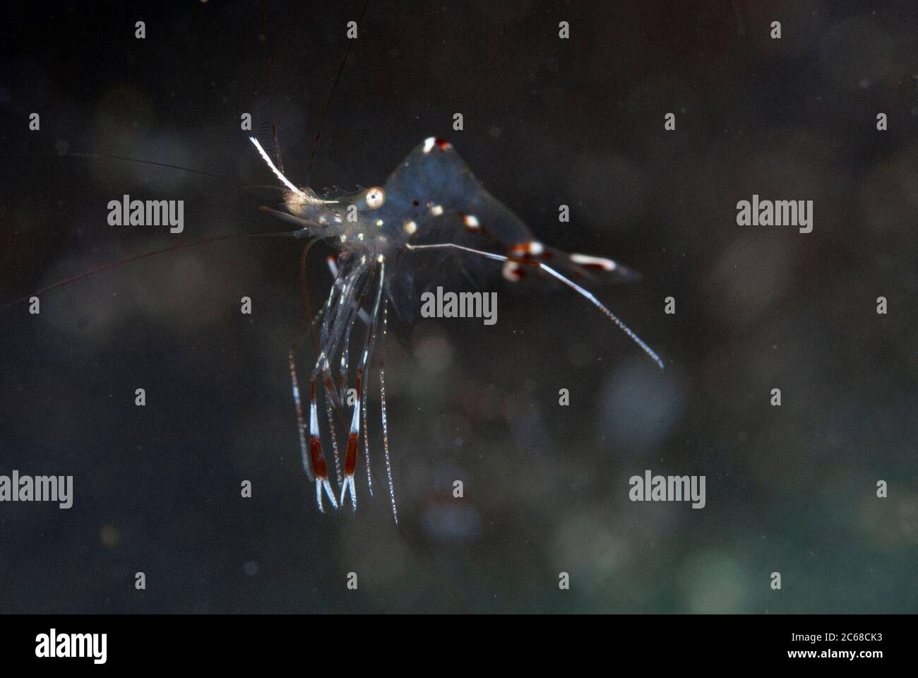 Clear Cleaner Shrimp, Urocaridella antonbrunii, Kareko Batu dive site ...
